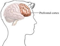 Learning To Stay: Critical Functions of the Prefrontal Cortex